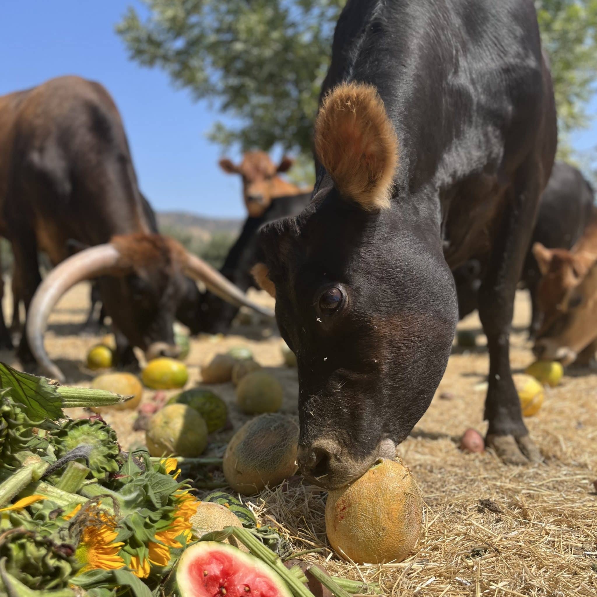 Livestock - Full Belly Farm