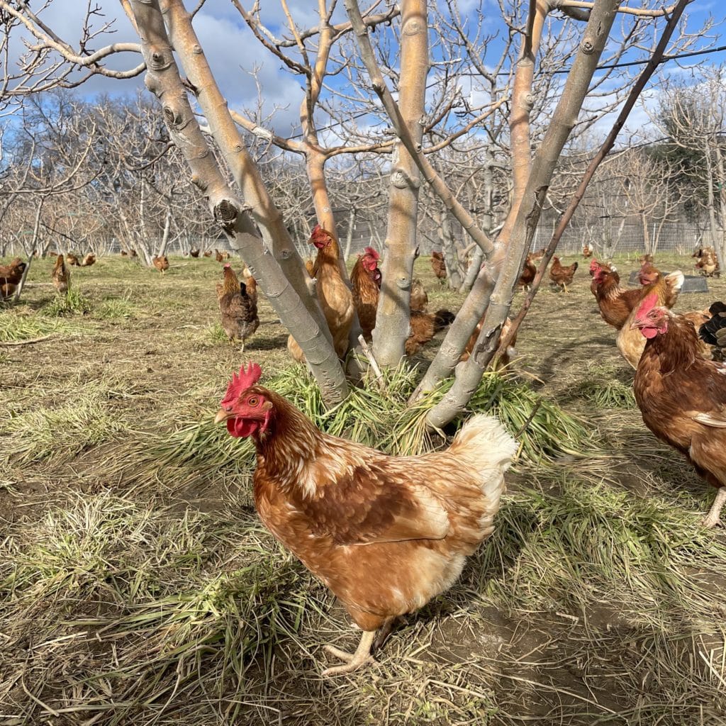 Livestock - Full Belly Farm