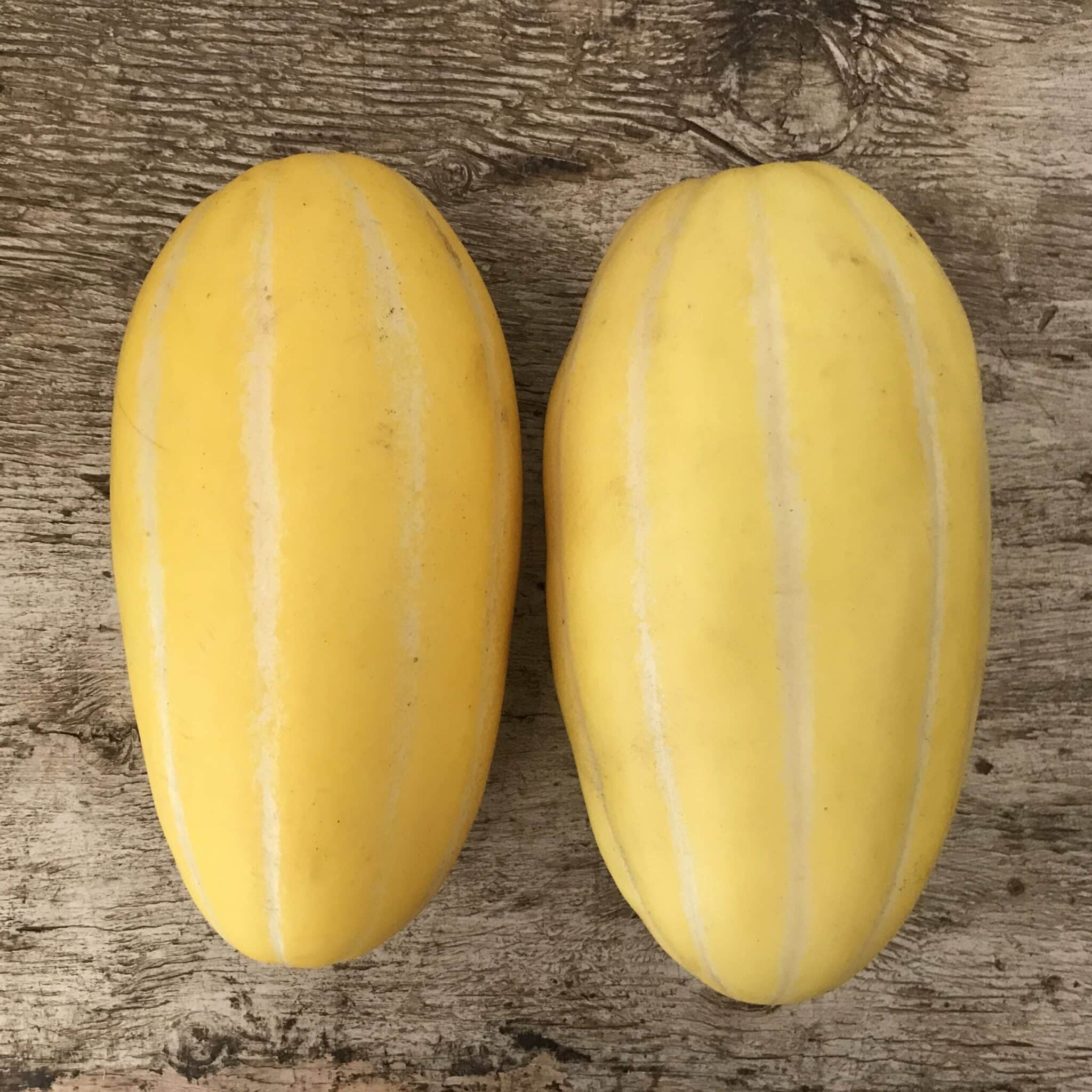 melons - Full Belly Farm