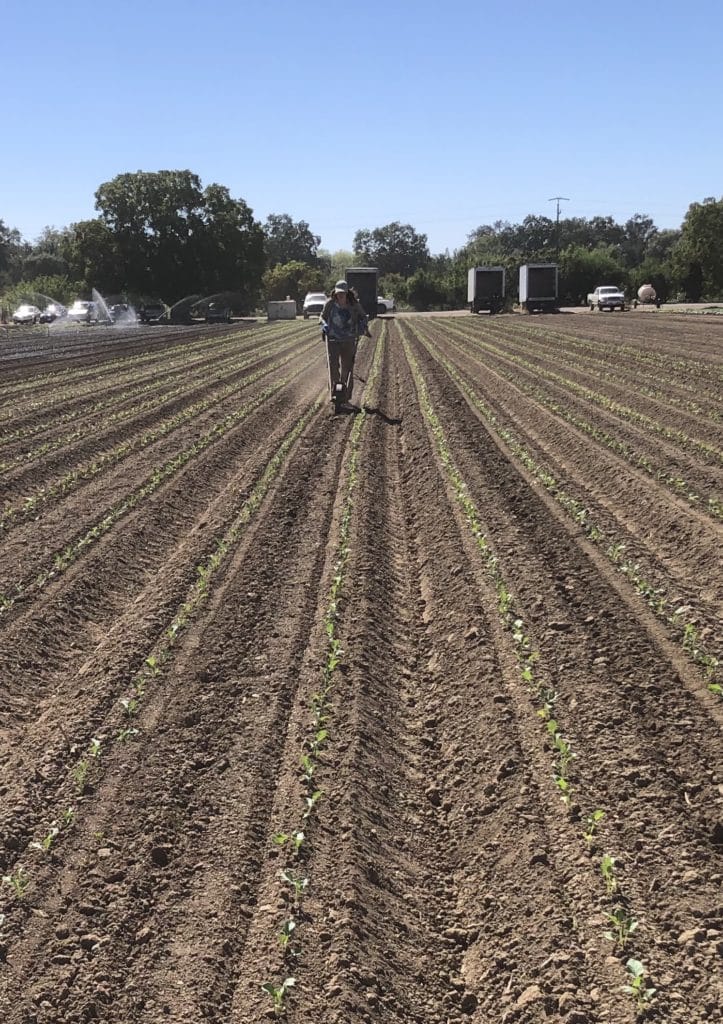 News from the Farm | September 5, 2022 - Full Belly Farm